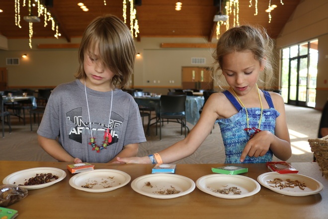 Insect Festival - Tourism Photo Album By McCrory Gardens