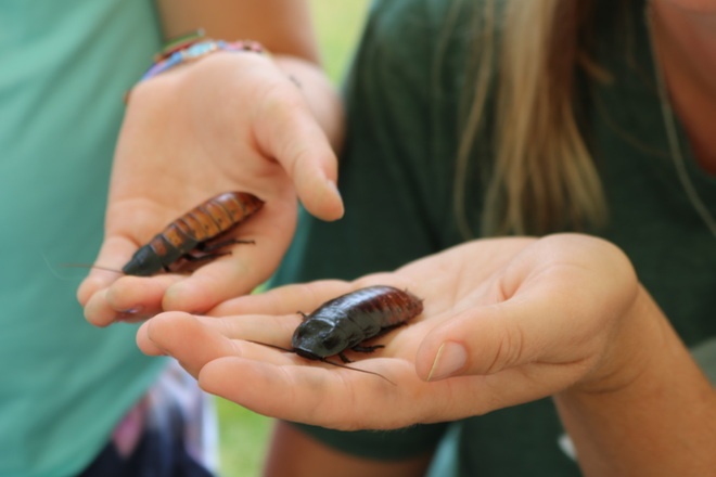 Insect Festival - Tourism Photo Album By McCrory Gardens