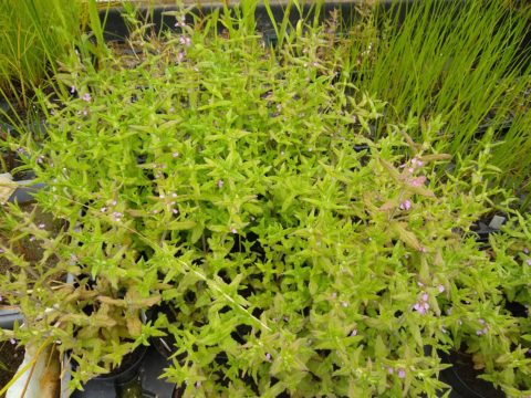Aquatic Nursery, Nosterfield - Harrogate & District Naturalists Society