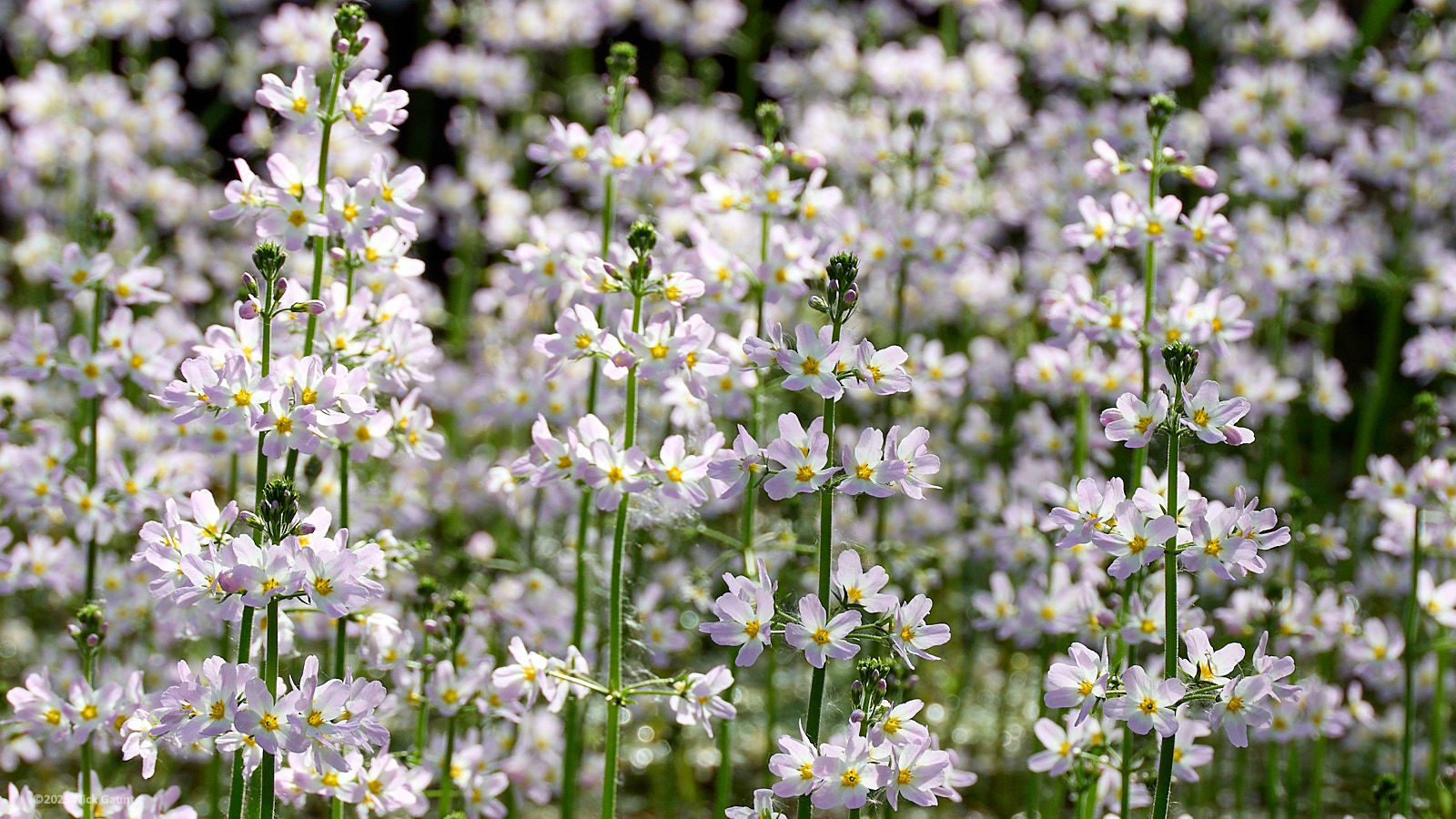 Askham Bog - Harrogate & District Naturalists Society