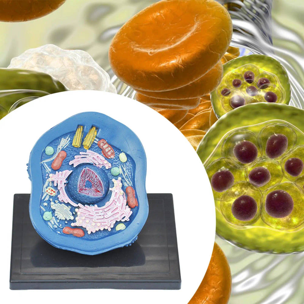 Animal Cell Anatomy Model: Classroom Teaching Aid | Biological Cell ...