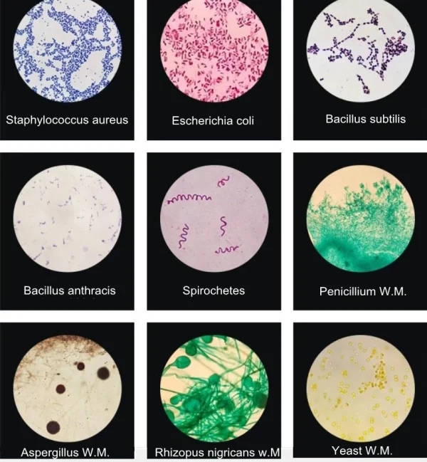 Prepared Microscopic Slides For Microbiology Education: Prepared ...