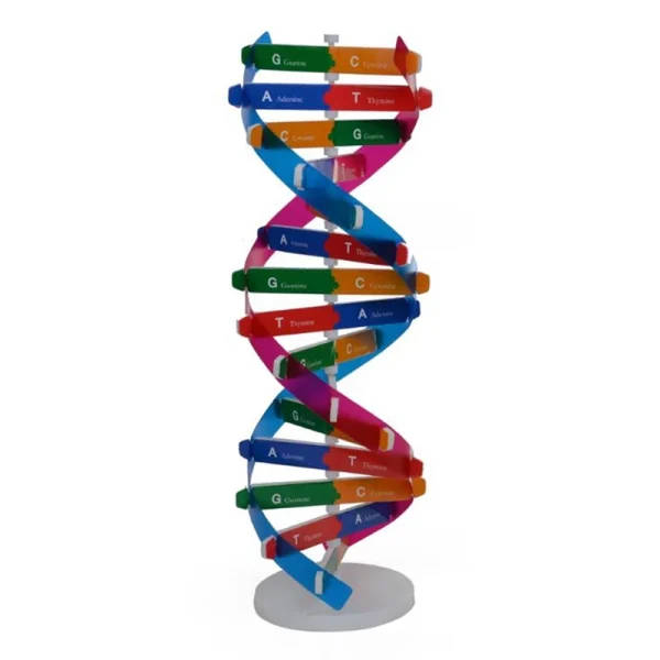 DNA Double Helix Model For Educational Institutions | Genetics Teaching ...