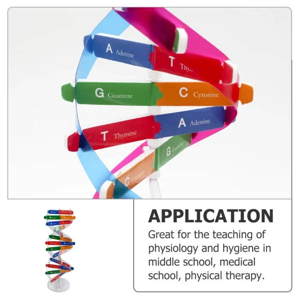 DNA Model Kit For Schools - Educational Double Helix Structure Model