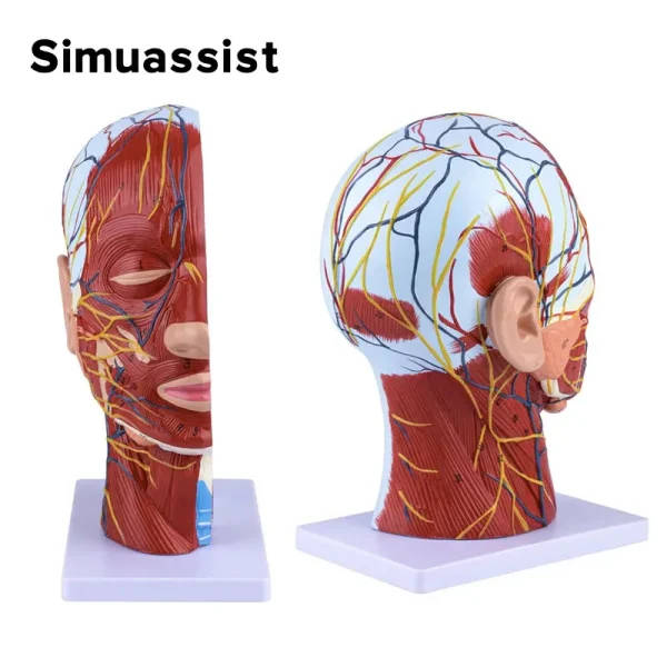 Head And Neck Superficial Nerve Vascular Muscle Model For Medical Education