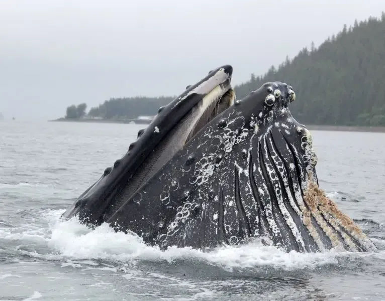 Guaranteed Icy Strait Point Whale Watching | Icy Strait Point Excursions