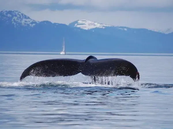 Guaranteed Icy Strait Point Whale Watching | Icy Strait Point Excursions