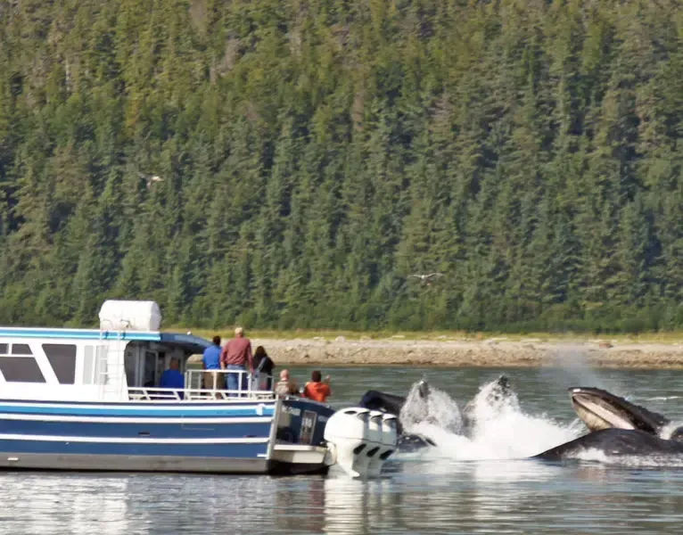 Guaranteed Icy Strait Point Whale Watching | Icy Strait Point Excursions
