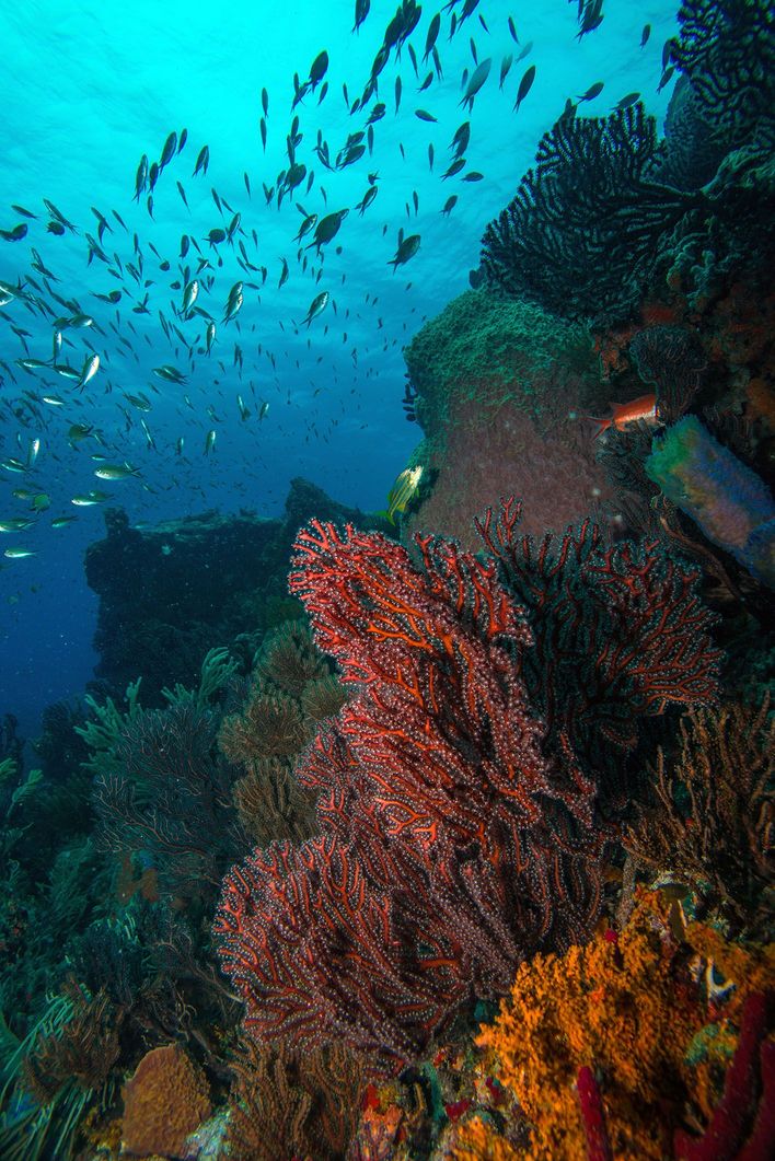 14 Dive Package - Dive Grenada