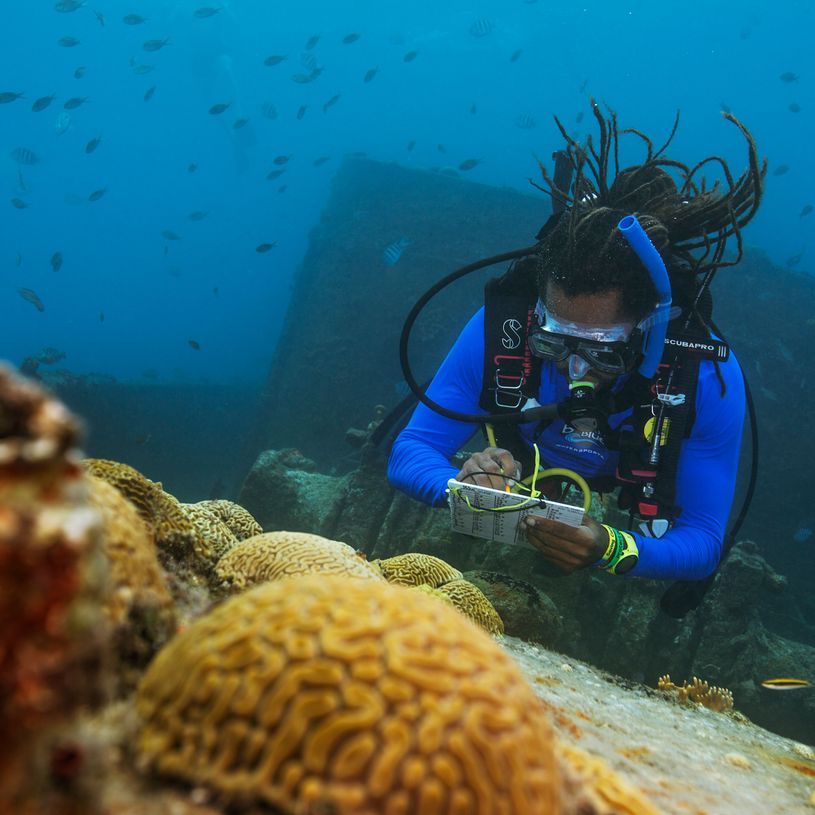 The Top Rated Diving Excursions In Grenada - Dive Grenada