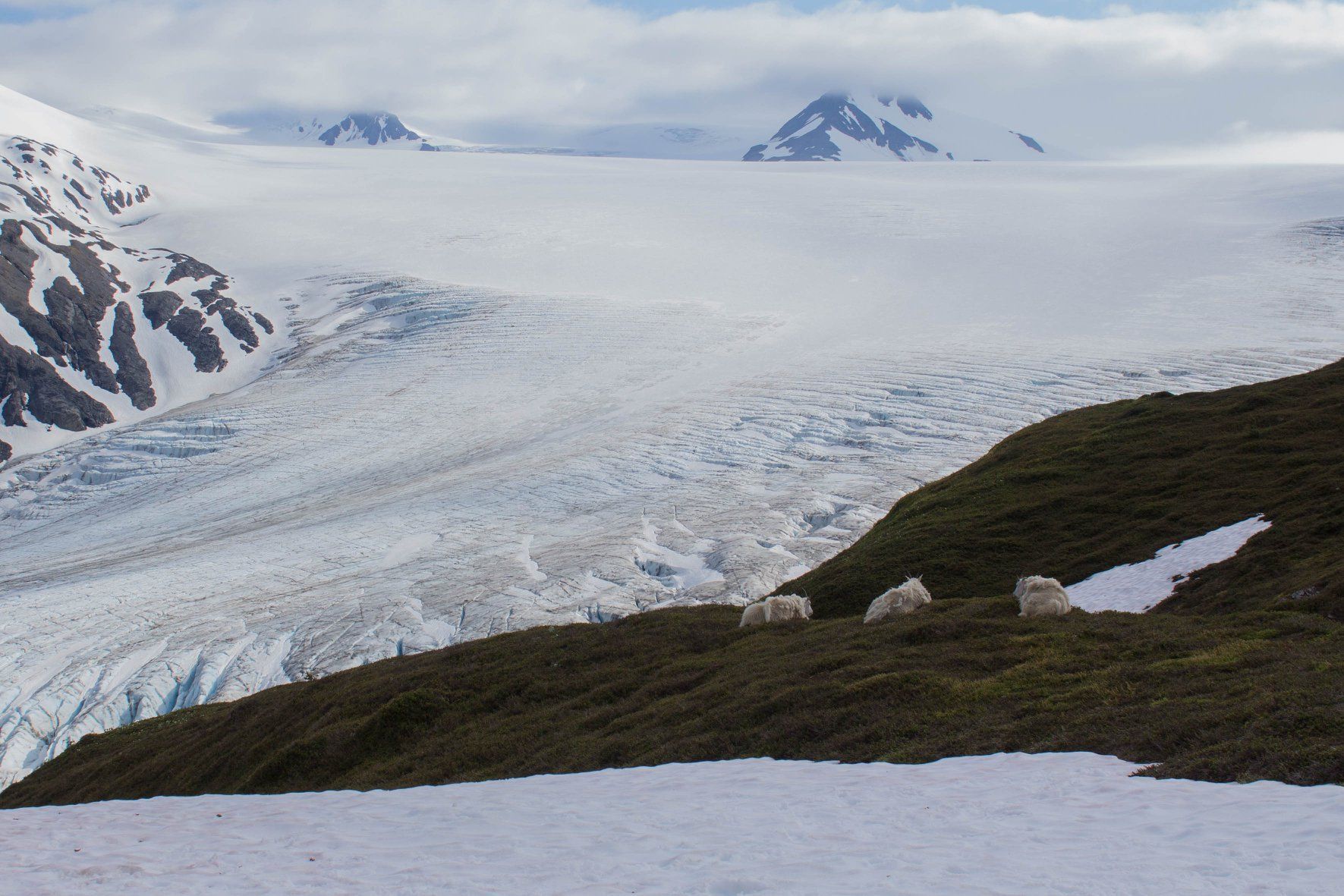 Harding Icefield Hike - Seward Wilderness Collective
