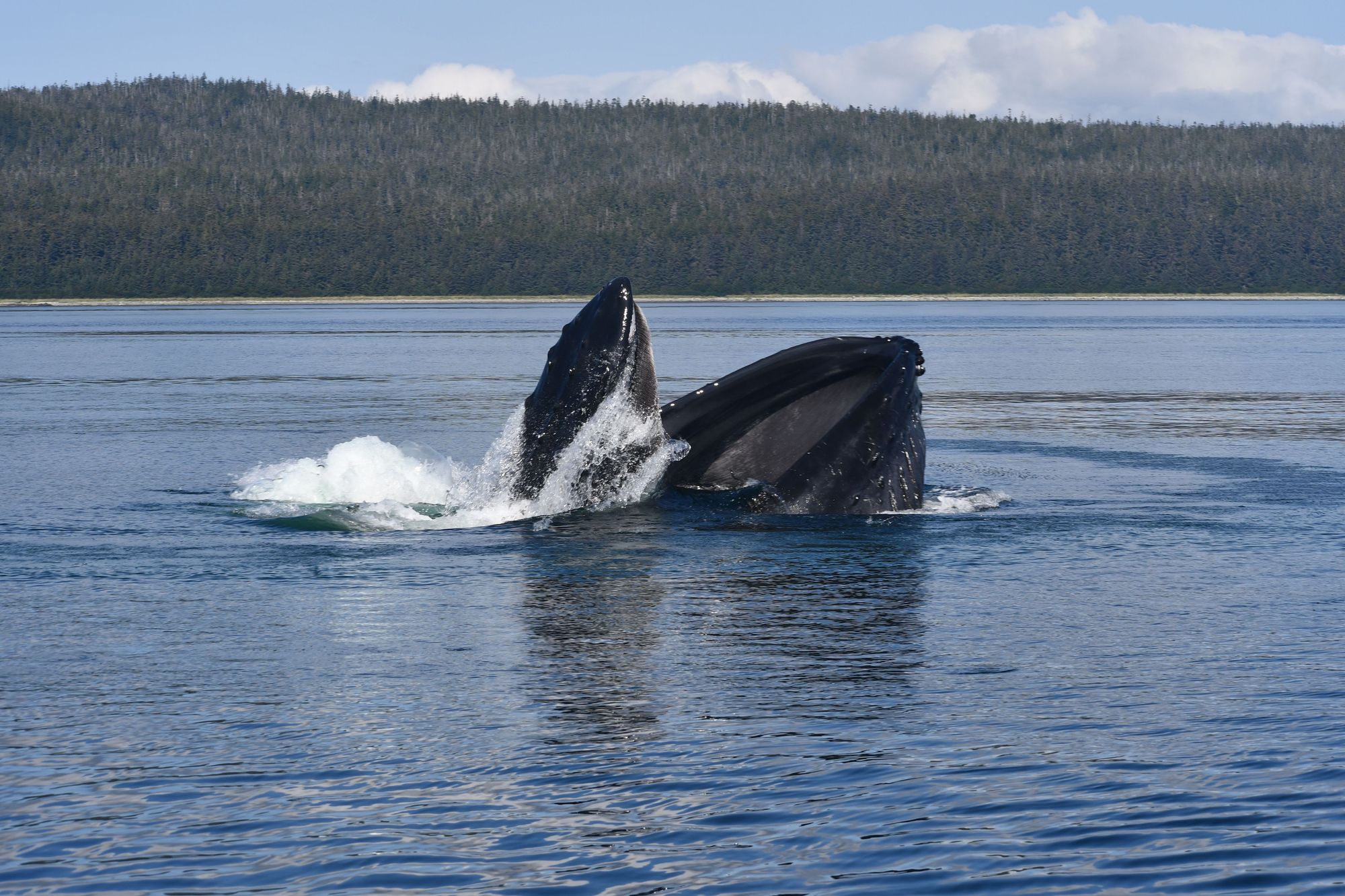 Whales, Wildlife & Drones - Icy Strait Shore Excursions