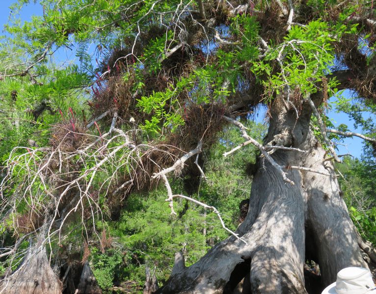 Lake Norris Explorer Kayak Tour - Venture Outdoors