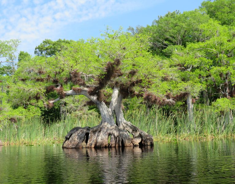 Lake Norris Explorer Kayak Tour - Venture Outdoors