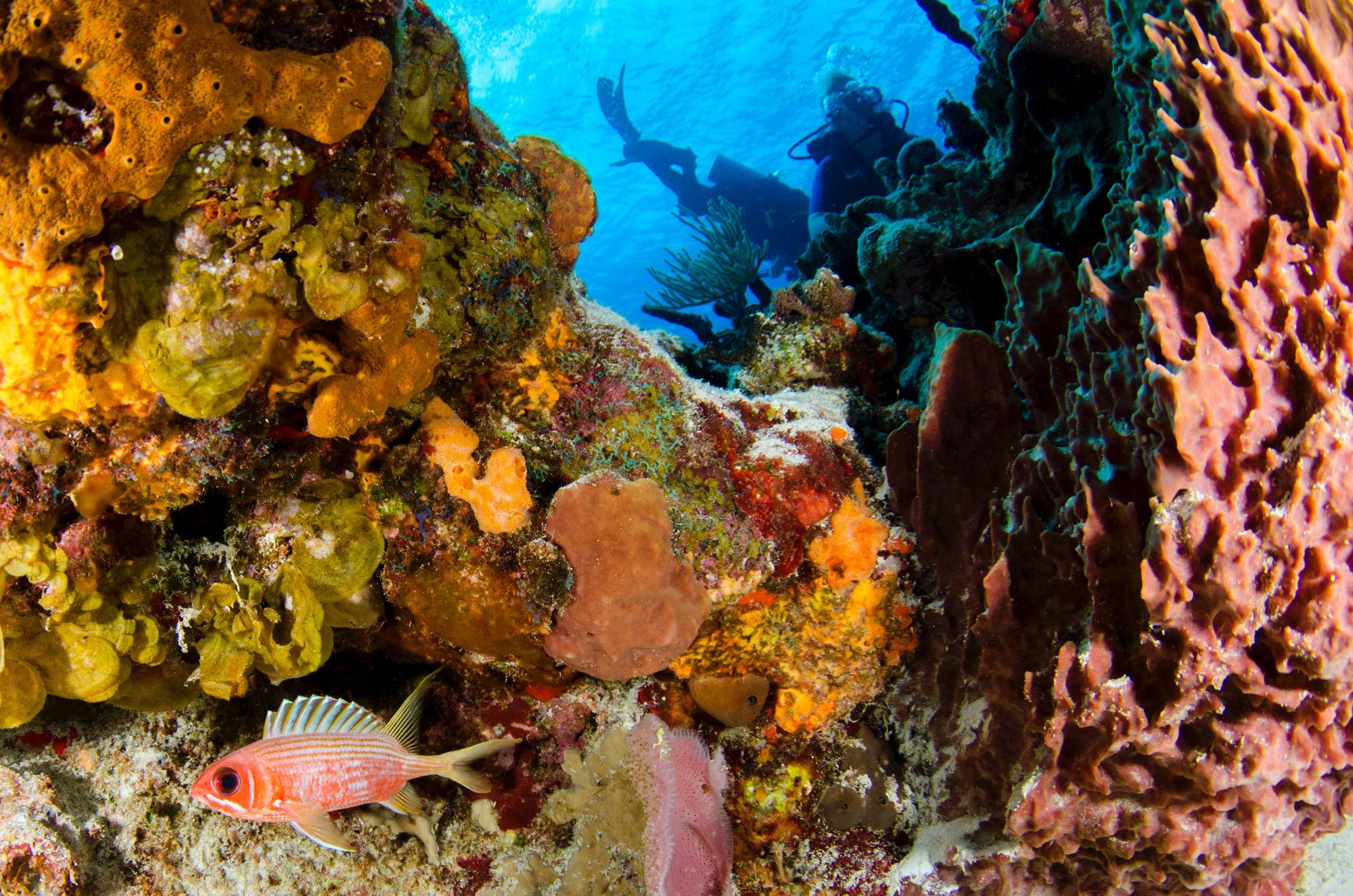 14 Dive Package - Dive Grenada