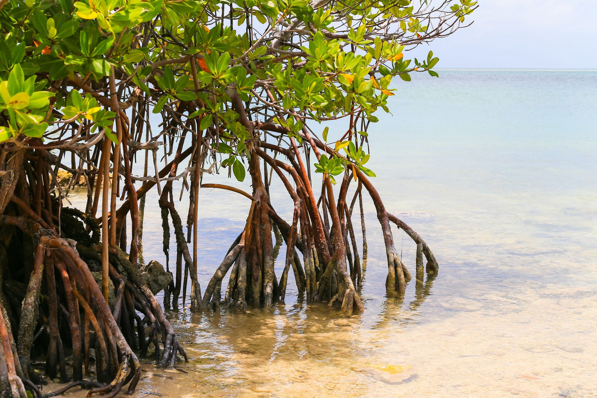 Mud Key Mangrove Safari - Gondola Demo Site