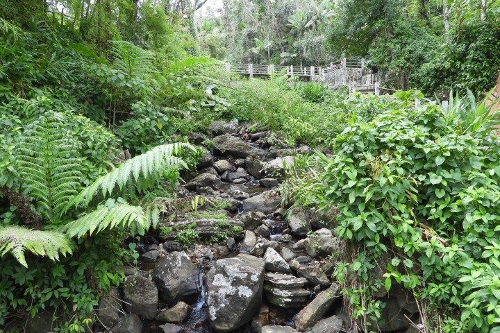 Rainforest River, Luquillo Beach Kiosk Area & Bioluminescent Bay Trio ...