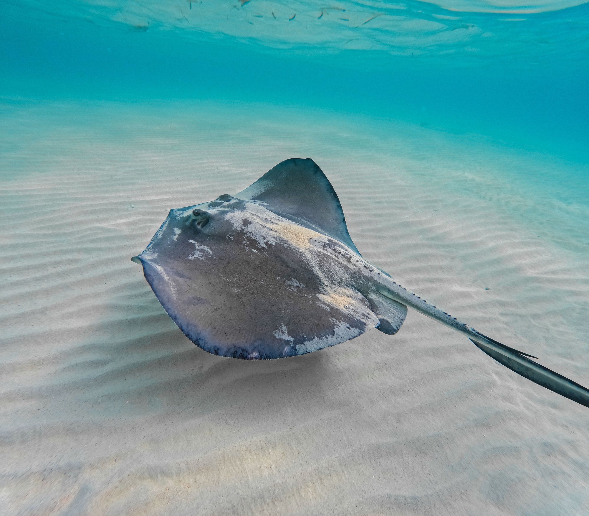 Stingray Sandbar Adventure - Anchor Tours