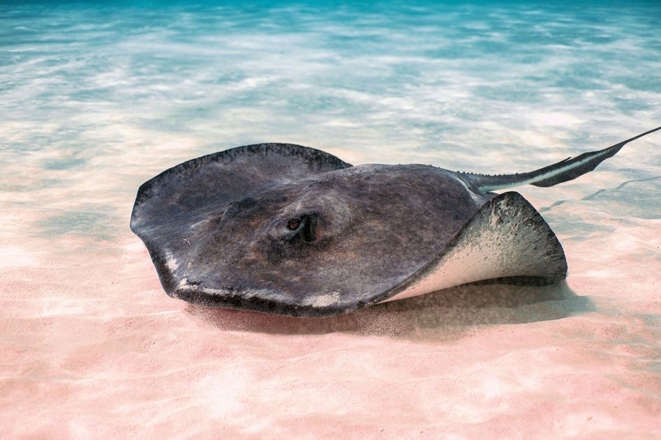 11 Exciting Grand Cayman Excursions In The Tropical Paradise - Captain ...