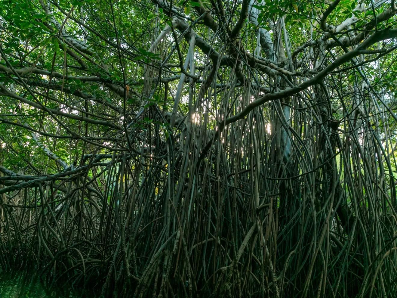 Wheelchair-Accessible Bioluminescent Bay Tour - Puerto Rico Access Tours