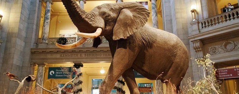 7 Best Museums In DC You Can't Miss - Off The Record Tours