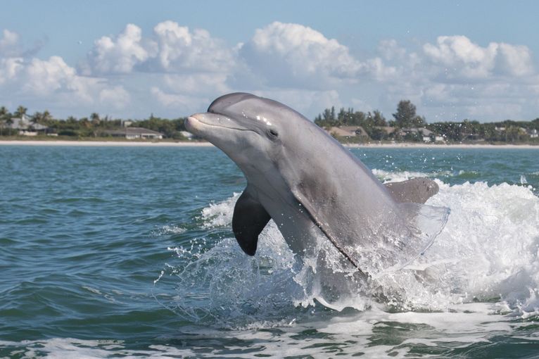 Dolphin Eco History Tour - St Augustine Land and Sea Tours