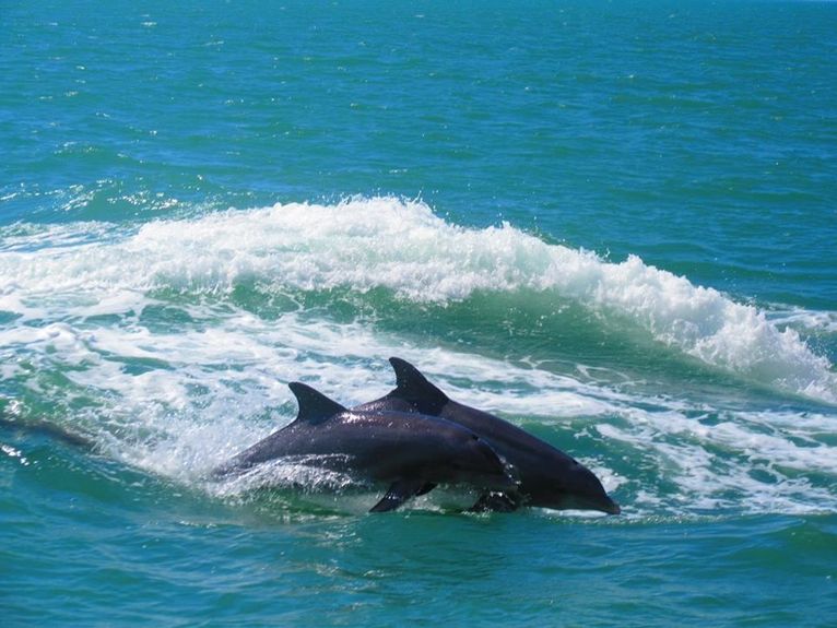 Dolphin Exploration Tours - The Tropics Boat Tours