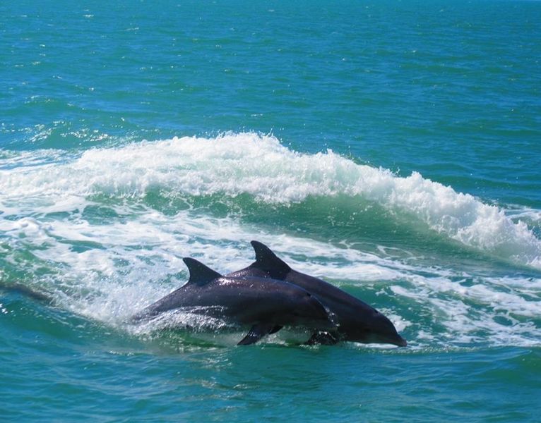 Dolphin Exploration Tours - The Tropics Boat Tours