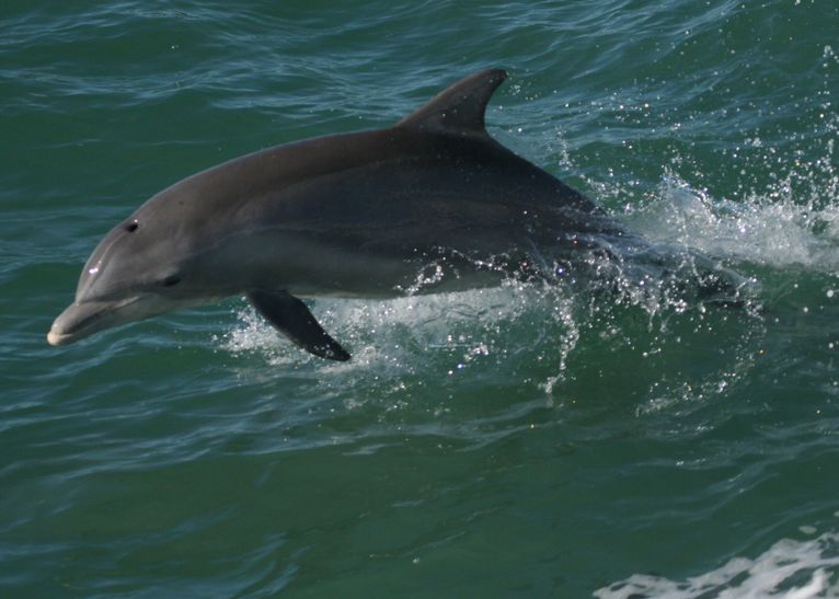 Dolphin Exploration Tours - The Tropics Boat Tours