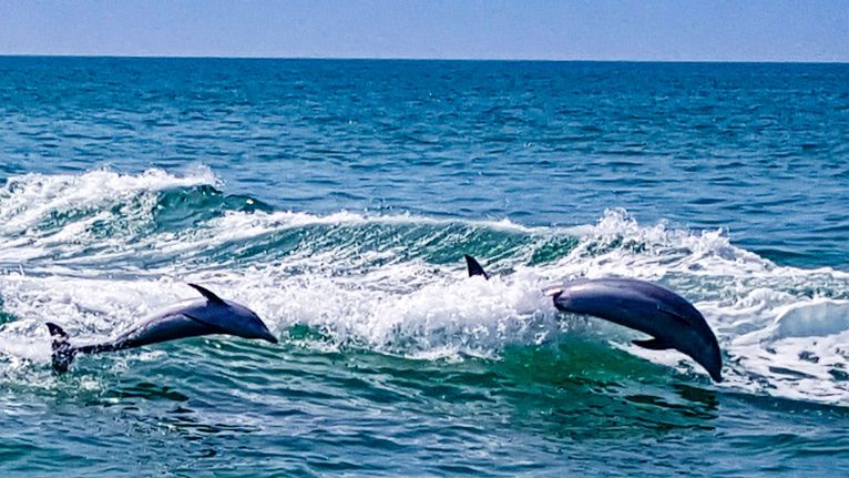 Dolphin Exploration Tours - The Tropics Boat Tours