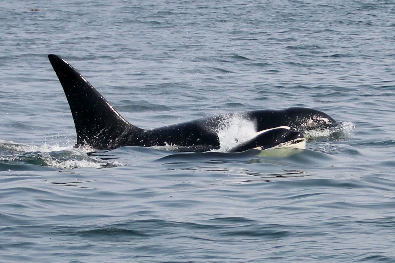 Best Time To See Orcas In San Juan Islands - The Ultimate Guide