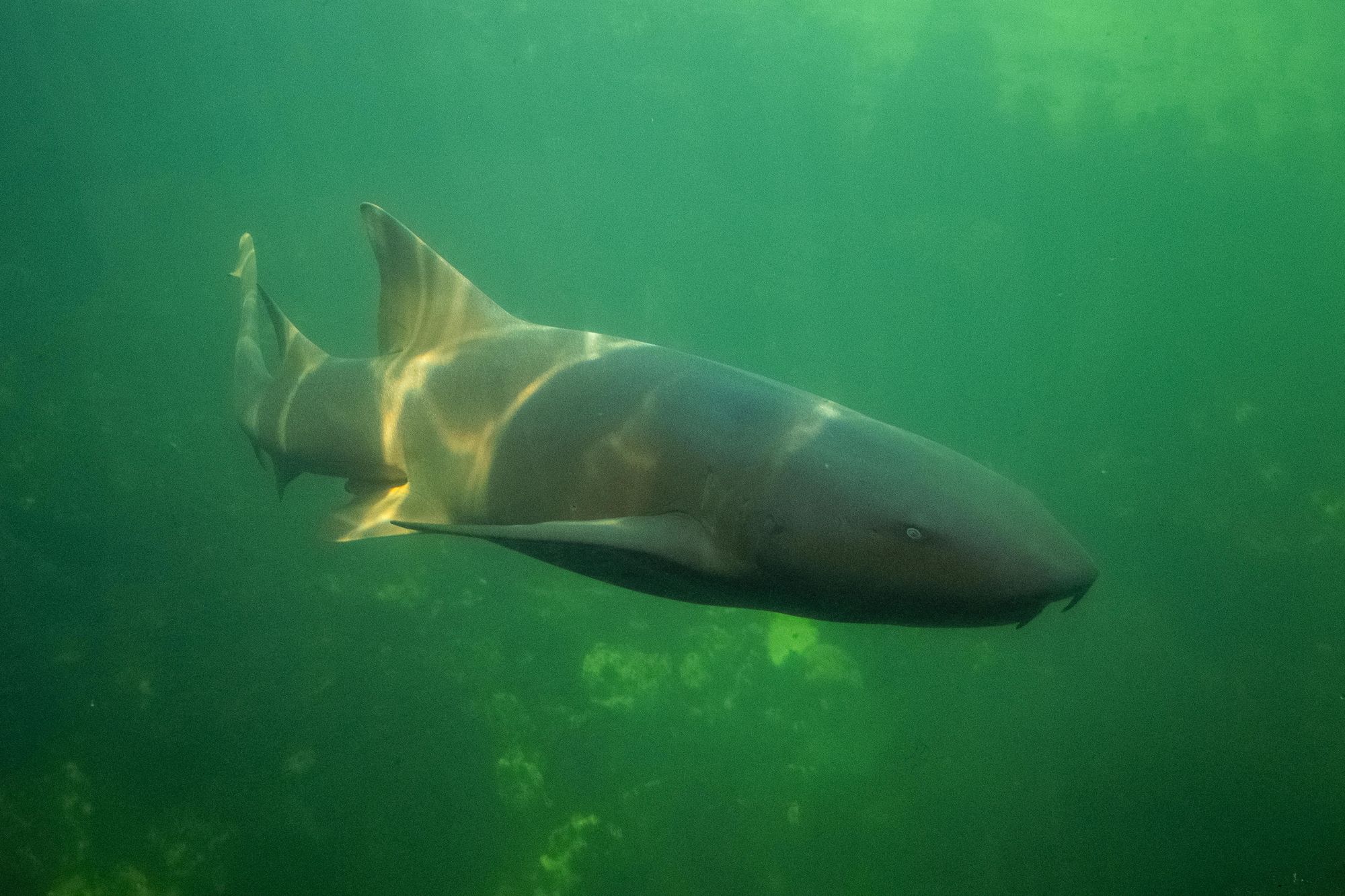 Key West Sharks - 7 Best Spots To See These Magnificent Creatures