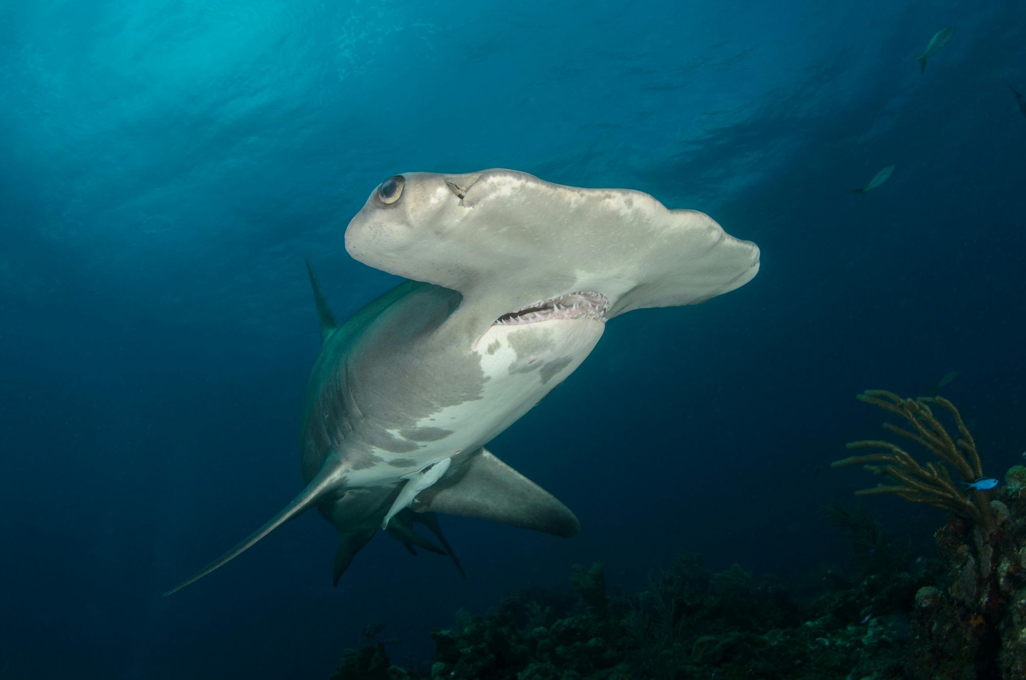 Key West Sharks - 7 Best Spots To See These Magnificent Creatures
