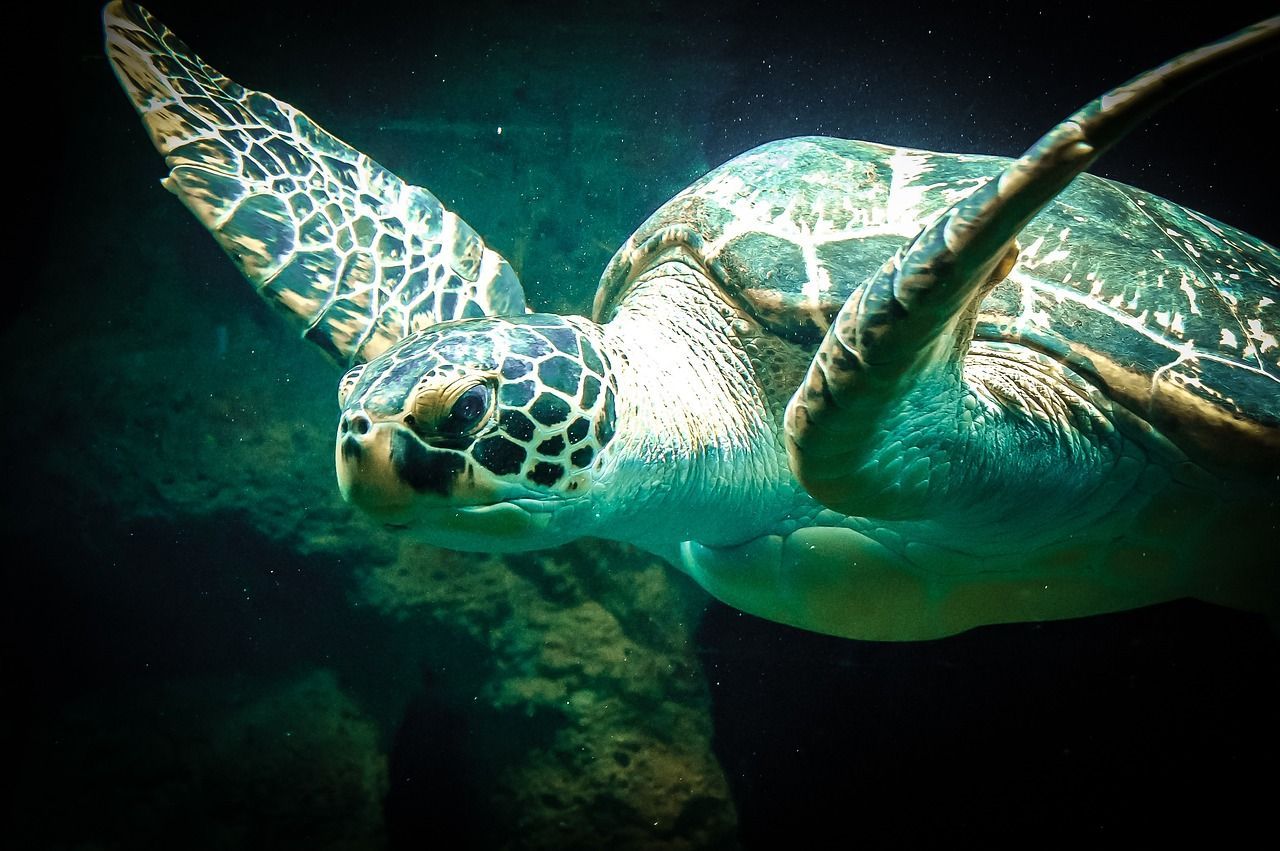 Discover Key West Turtles - 5 Best Spots To Find Sea Turtles