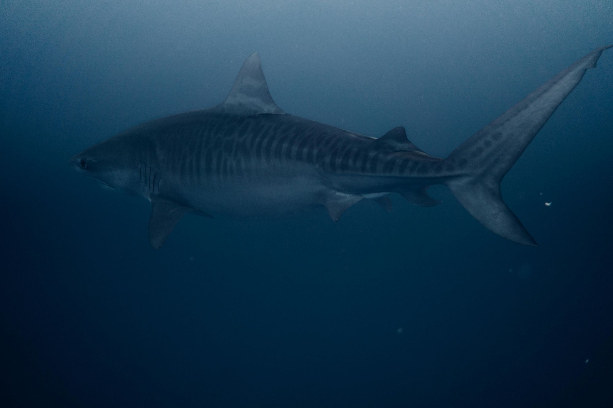 Key West Sharks - 7 Best Spots To See These Magnificent Creatures