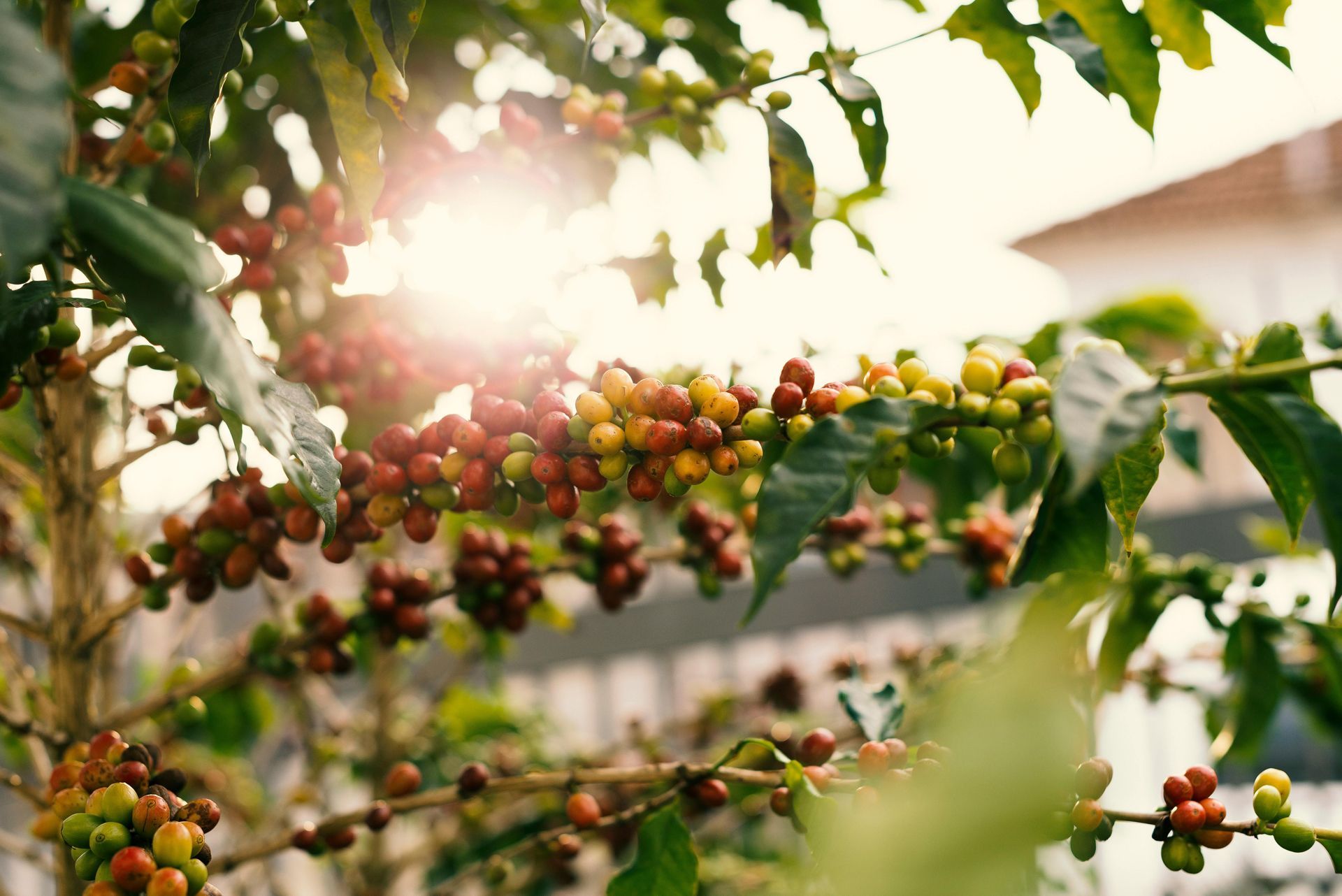 Visit The Green World Coffee Farm - Enjoy The Flavors Of Oahu