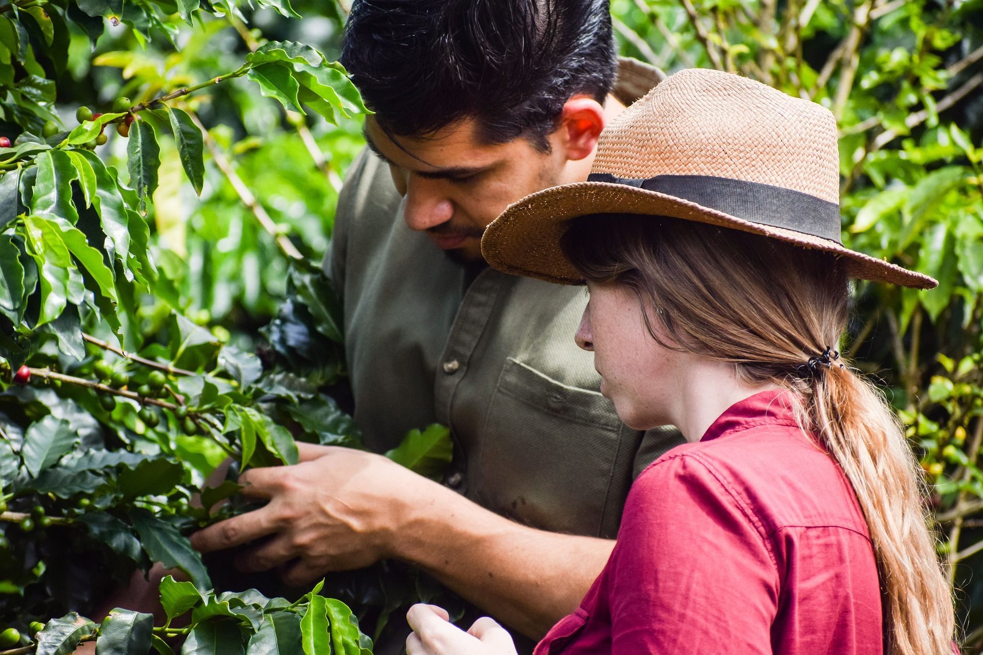 Visit The Green World Coffee Farm - Enjoy The Flavors Of Oahu