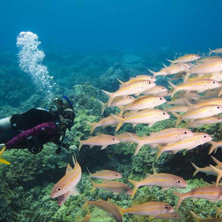 The Top Rated Diving Excursions In Grenada - Dive Grenada