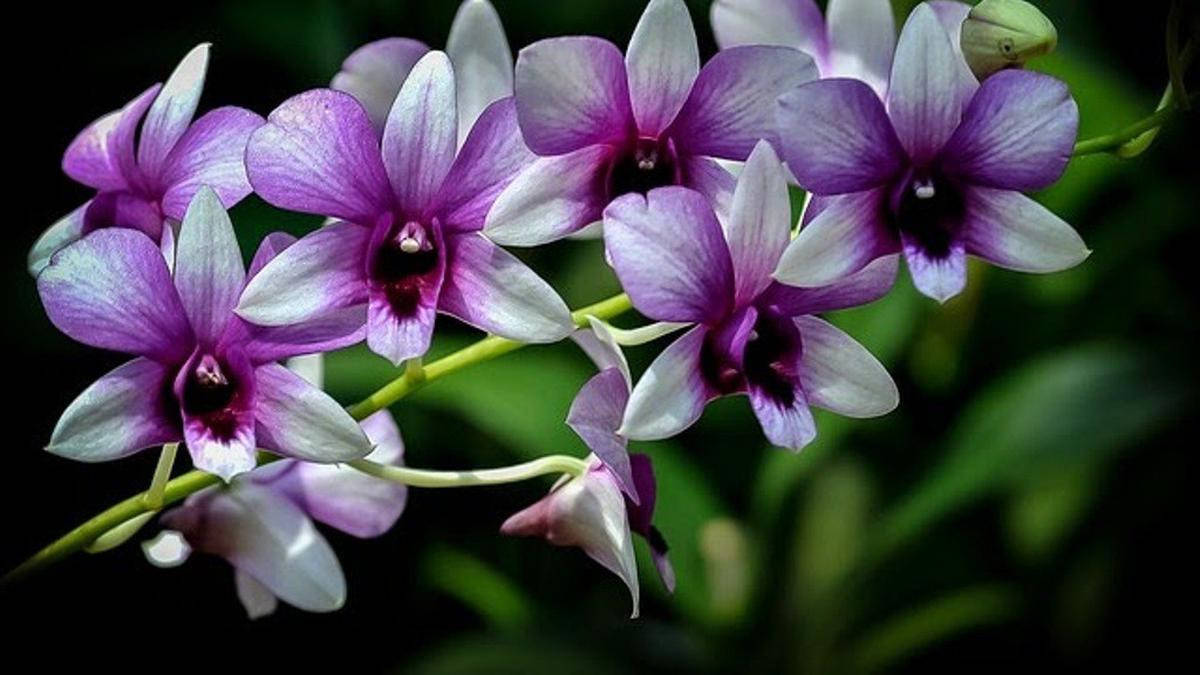 Mengenal Bunga Anggrek dan Filosofinya