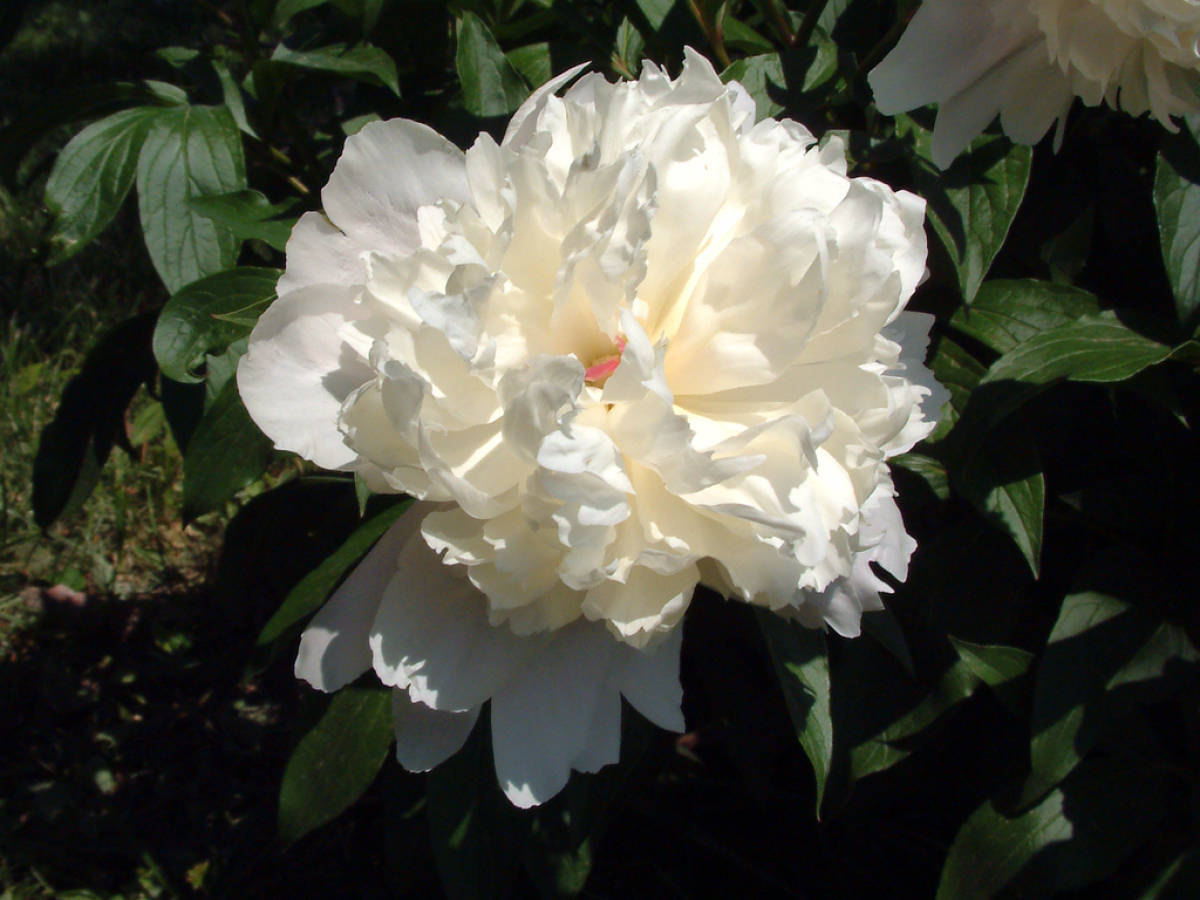 Makna Bunga Peony dan Manfaatnya Bagi Kesehatan Kulit