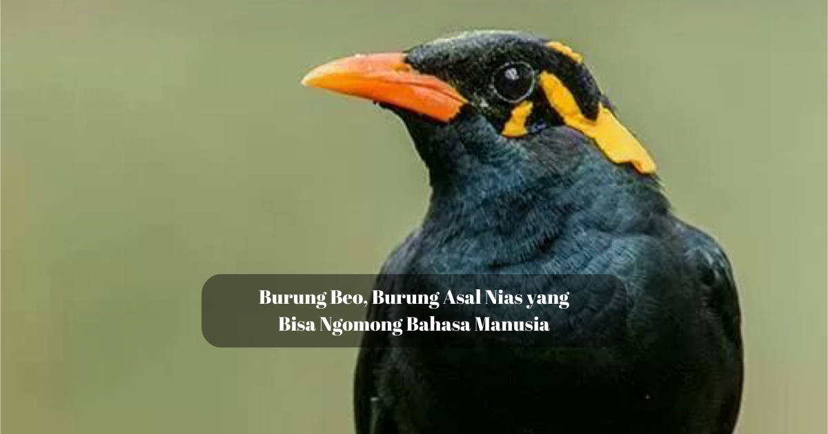 Burung Beo, Burung Asal Nias yang Bisa Ngomong Bahasa Manusia