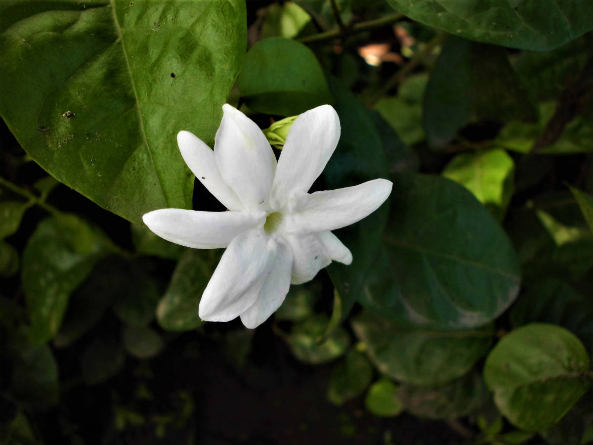 Bunga Melati Putih : Ciri dan Manfaat Flora di Indonesia yang Menjadi ...