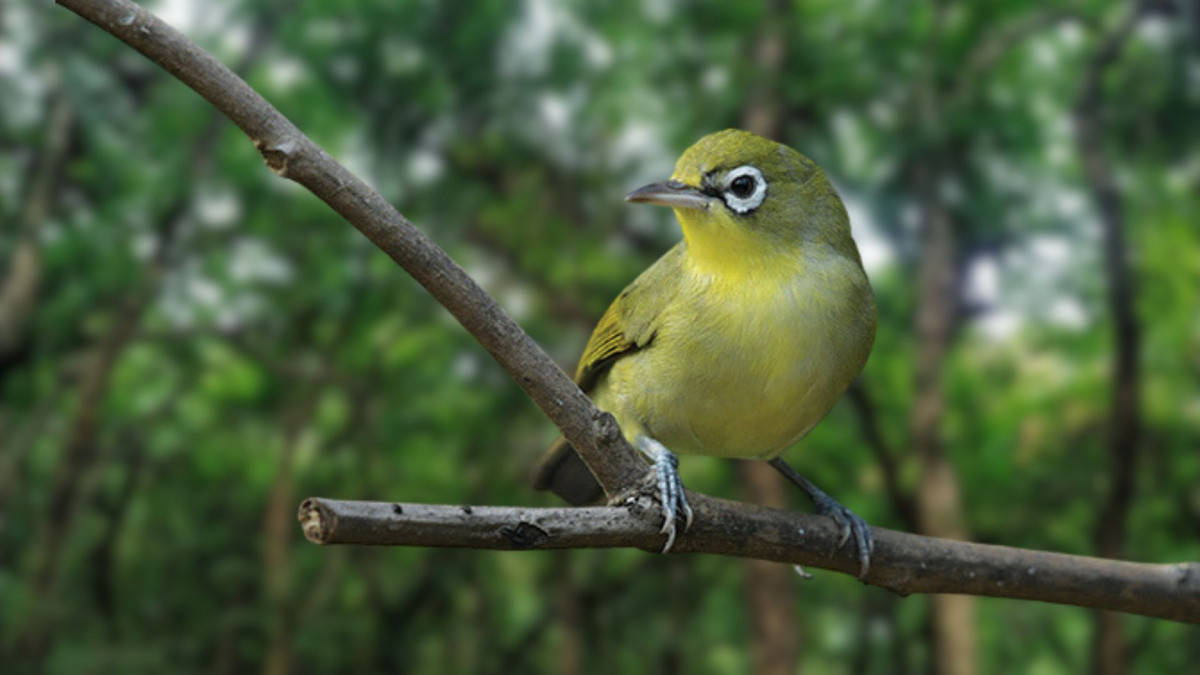 Cari Tahu Burung Endemik Pulau Enggano sebagai Kekayaan Biodiversitas ...