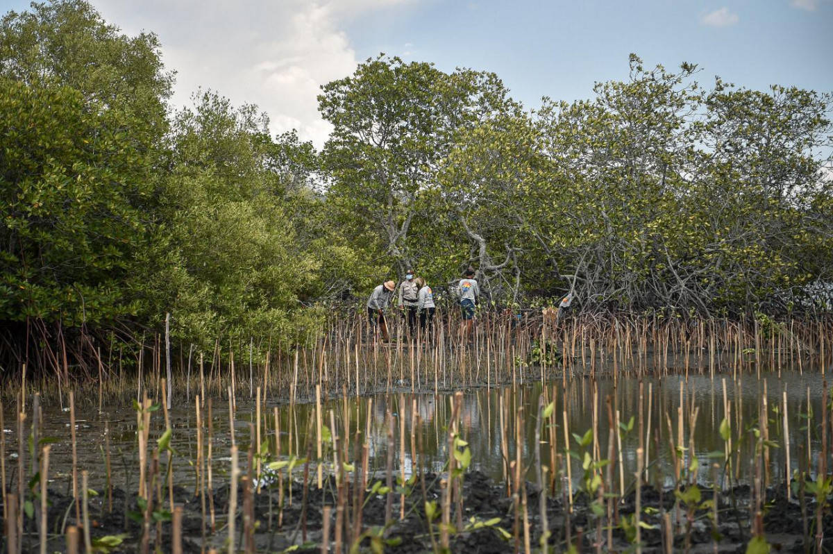 Mengenal 5 Jenis Mangrove yang Kerap Ditemui di Indonesia