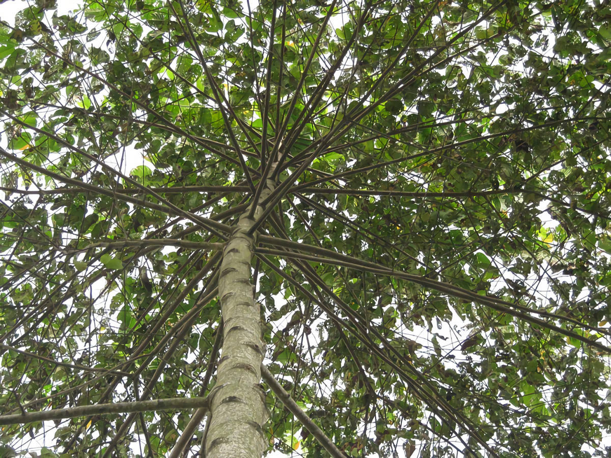 Segudang Manfaat Pohon Jabon Hingga Dilindungi Sejak Zaman Kompeni