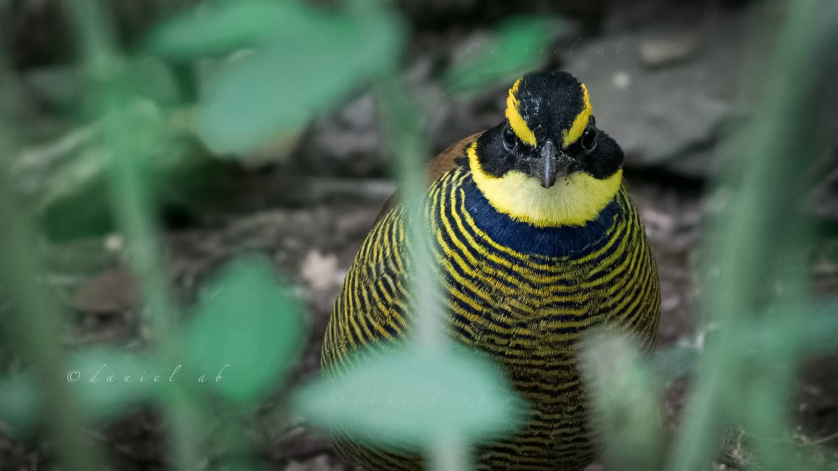 Keindahan Paok Pancawarna, Si Pemalu Endemik Asal Pulau Sumba | Good ...