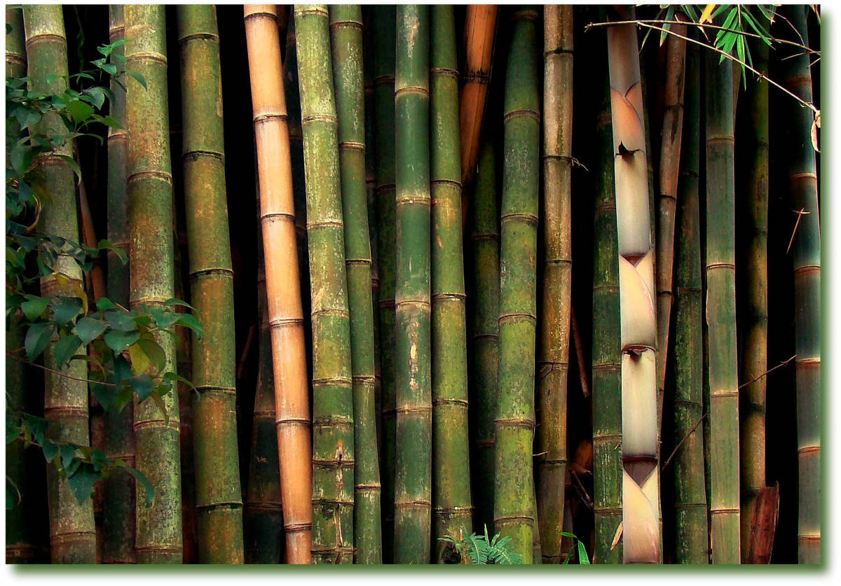 Mengenal Bambu yang Baru Ditemukan di Flores, Mengapa Dinamakan Jokowi?