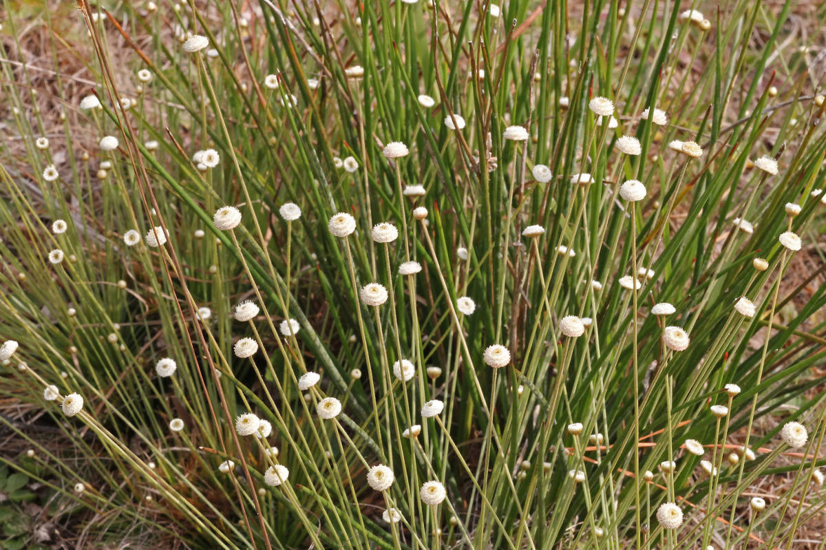 Mengenal Edelweis Rawa, Bunga 'Abadi' Langka yang Dirusak di Ranca Upas