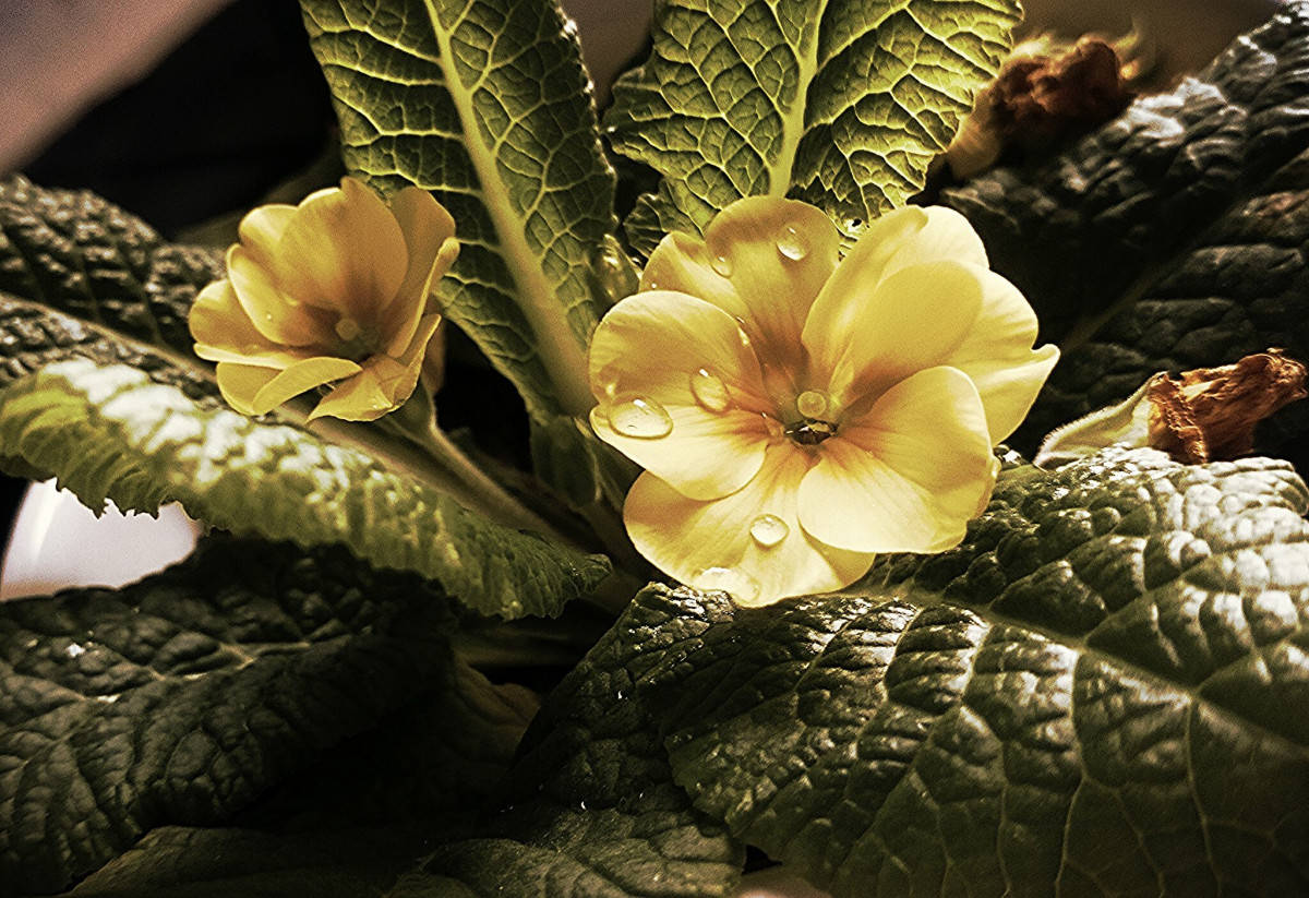 Kisah Ririh Krisan, Bunga Putih Bak Salju yang Jadi Andalan Petani Tomohon