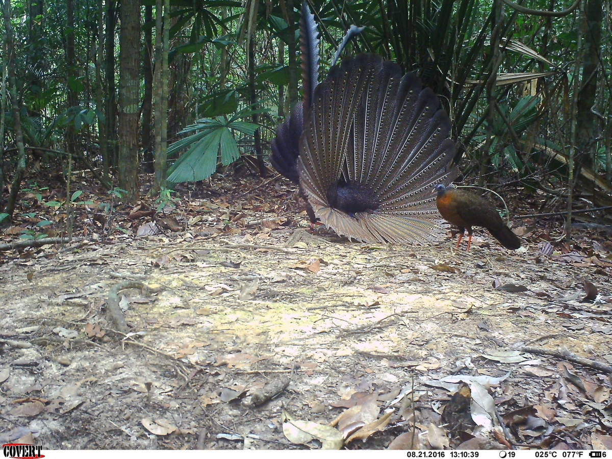 Burung Kuau Raja, Hewan yang Dinyatakan Punah Ditemukan Lagi di Aceh